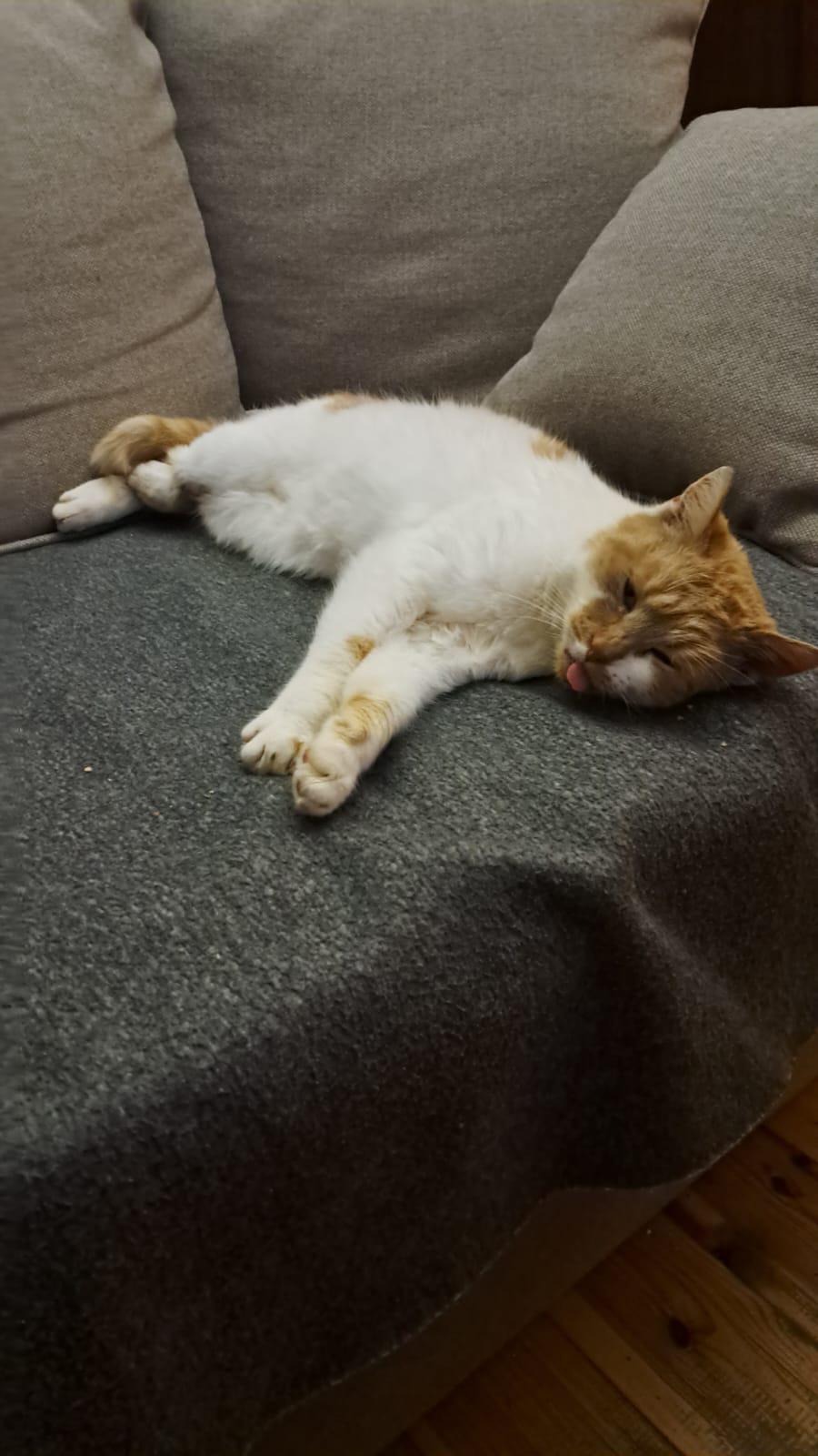 Blep, blep, do not worry, she's alive | Scrolller