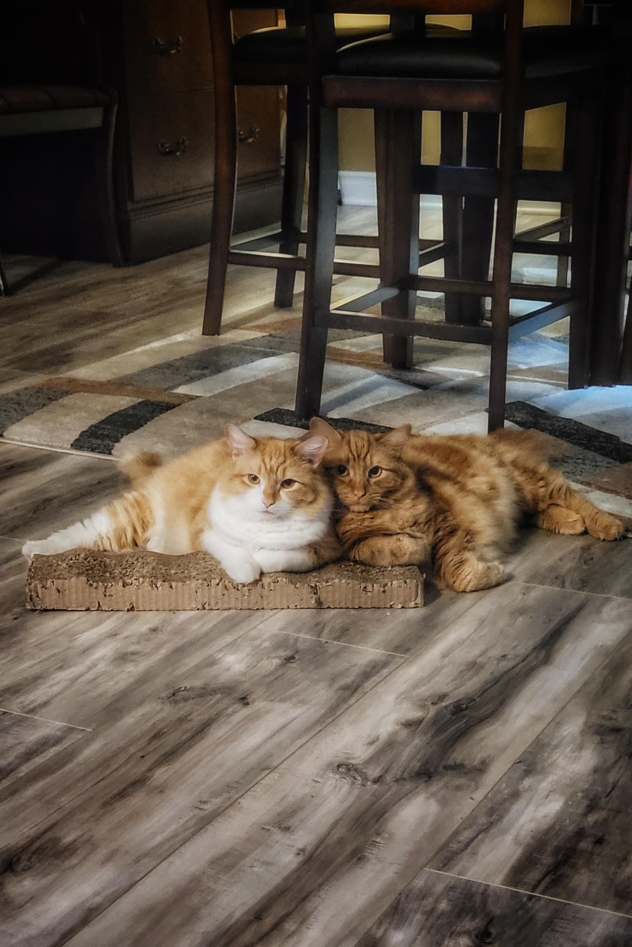 Sibling ️ | Scrolller