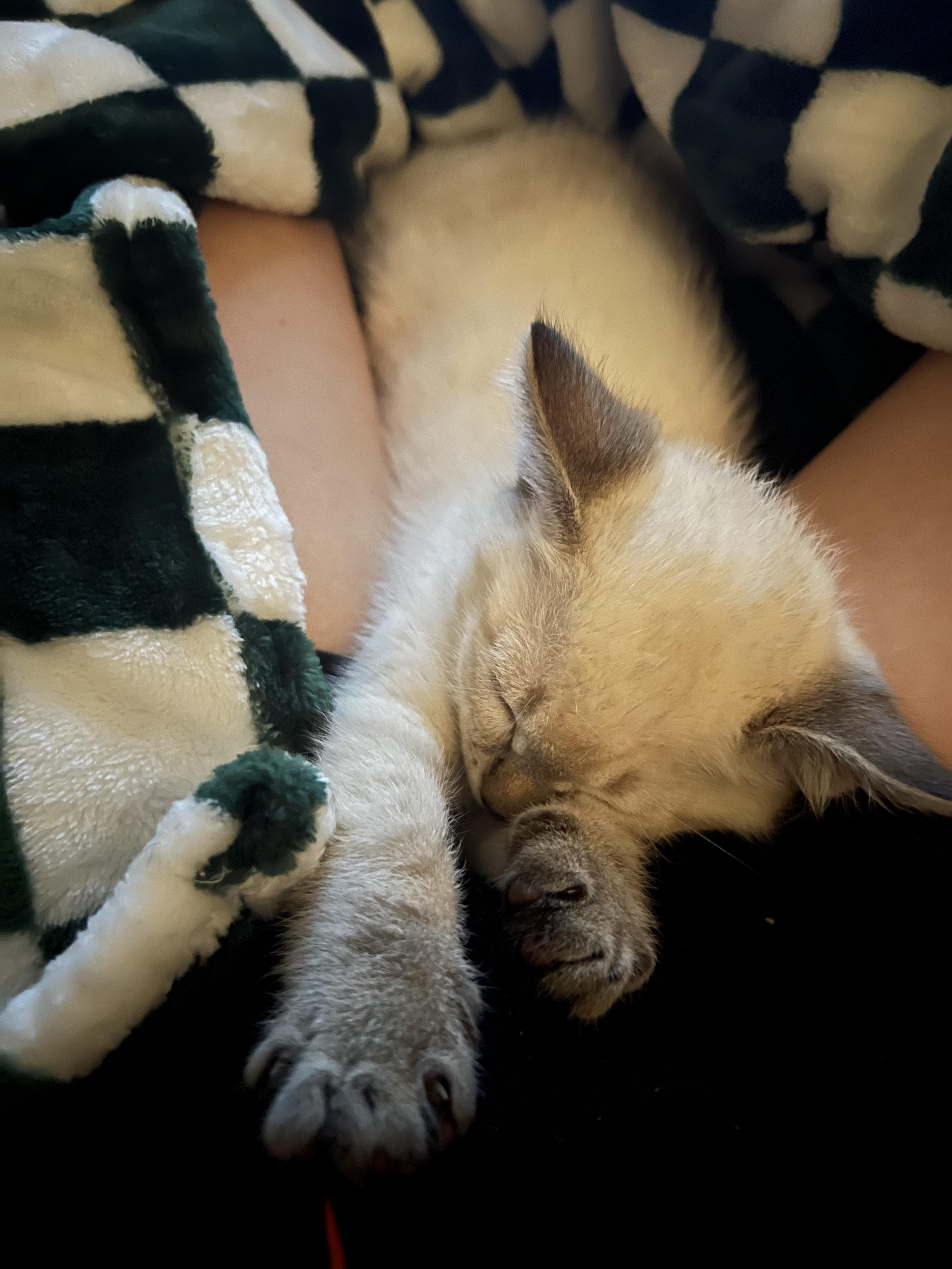 Little demon baby snoozing away | Scrolller