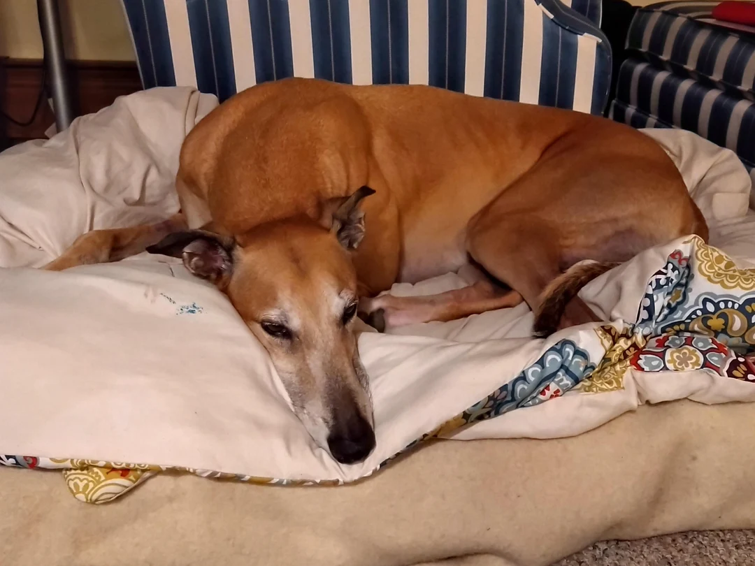 survived first dental + tooth extraction - anaesthesia recovery is rough! | Scrolller