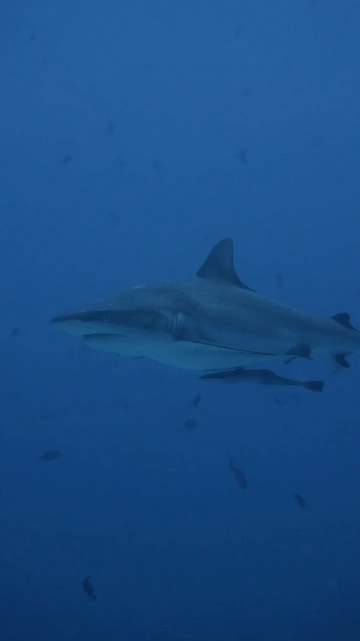 Pregnant shark? | Scrolller