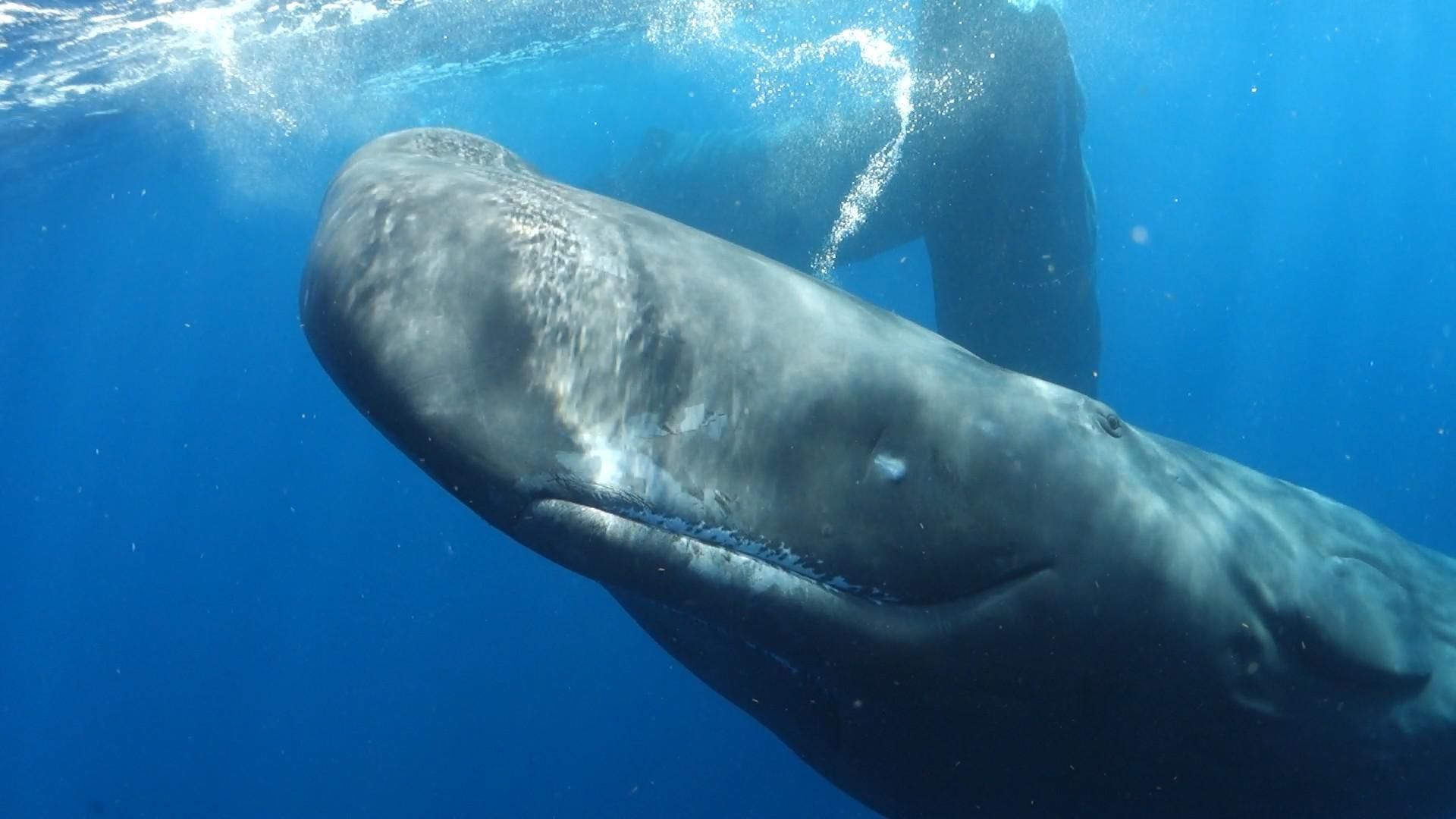 Sperm whale social meeting @ Dominica | Scrolller