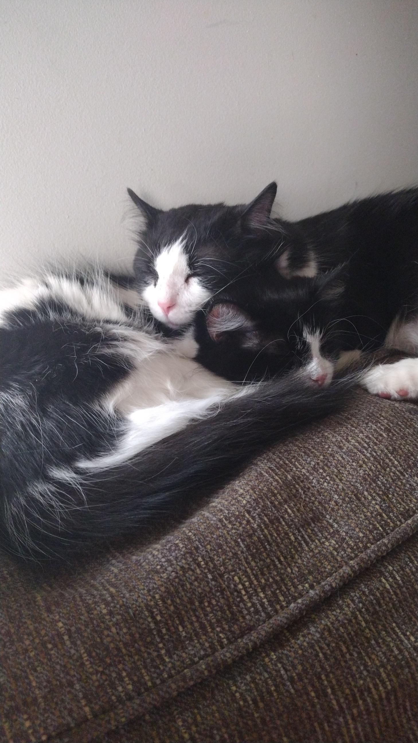 Fred and Sophie. They're brother and sister and inseparable ️ | Scrolller