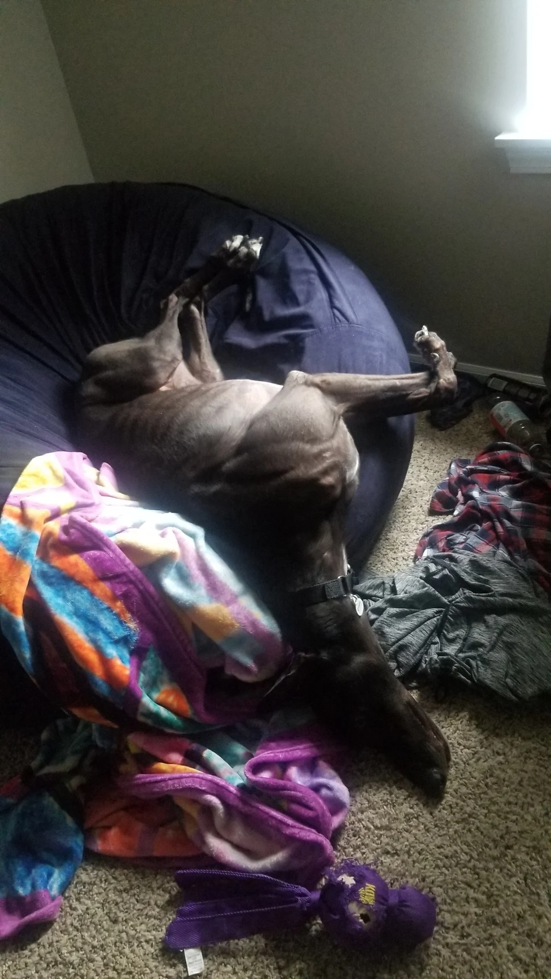 Elmer has finally gained an understanding of the bean bag. Well... sort of | Scrolller