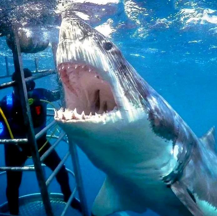 Discover more like Awesome: Right madame, on close inspection I can say with absolute certainty ...