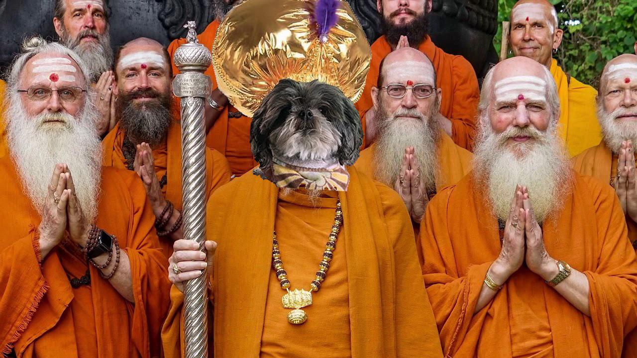 Anyone else feel like their shih tzu descended from Hindu monks? | Scrolller