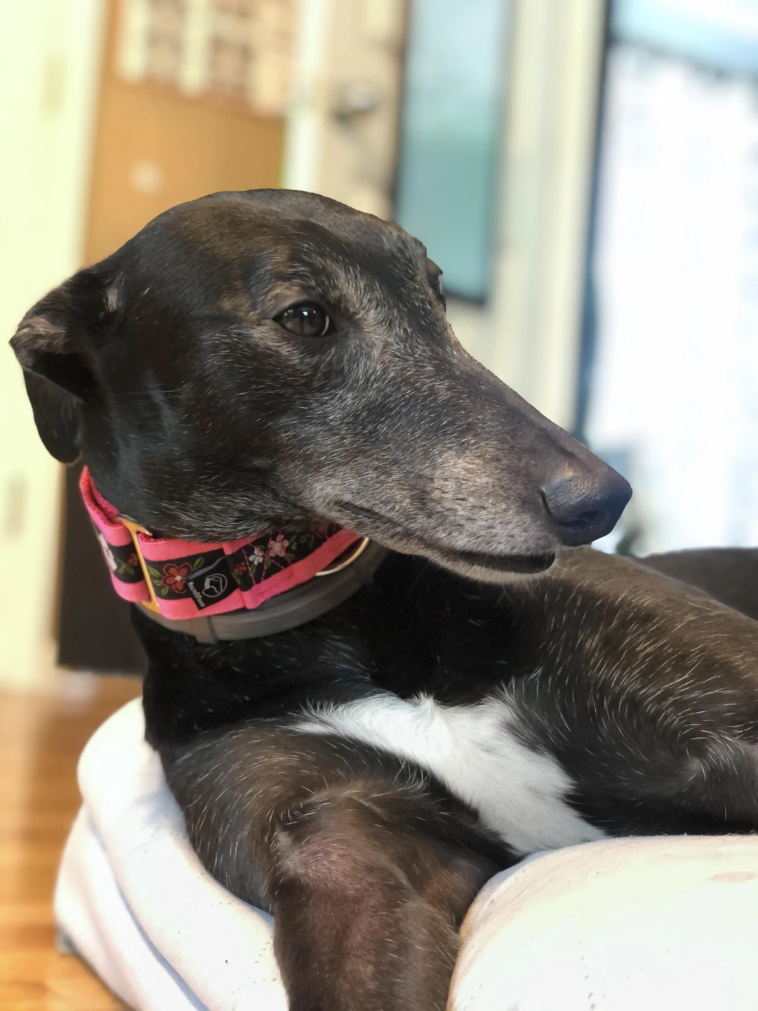 Daisy looks so pretty in her new necklace | Scrolller