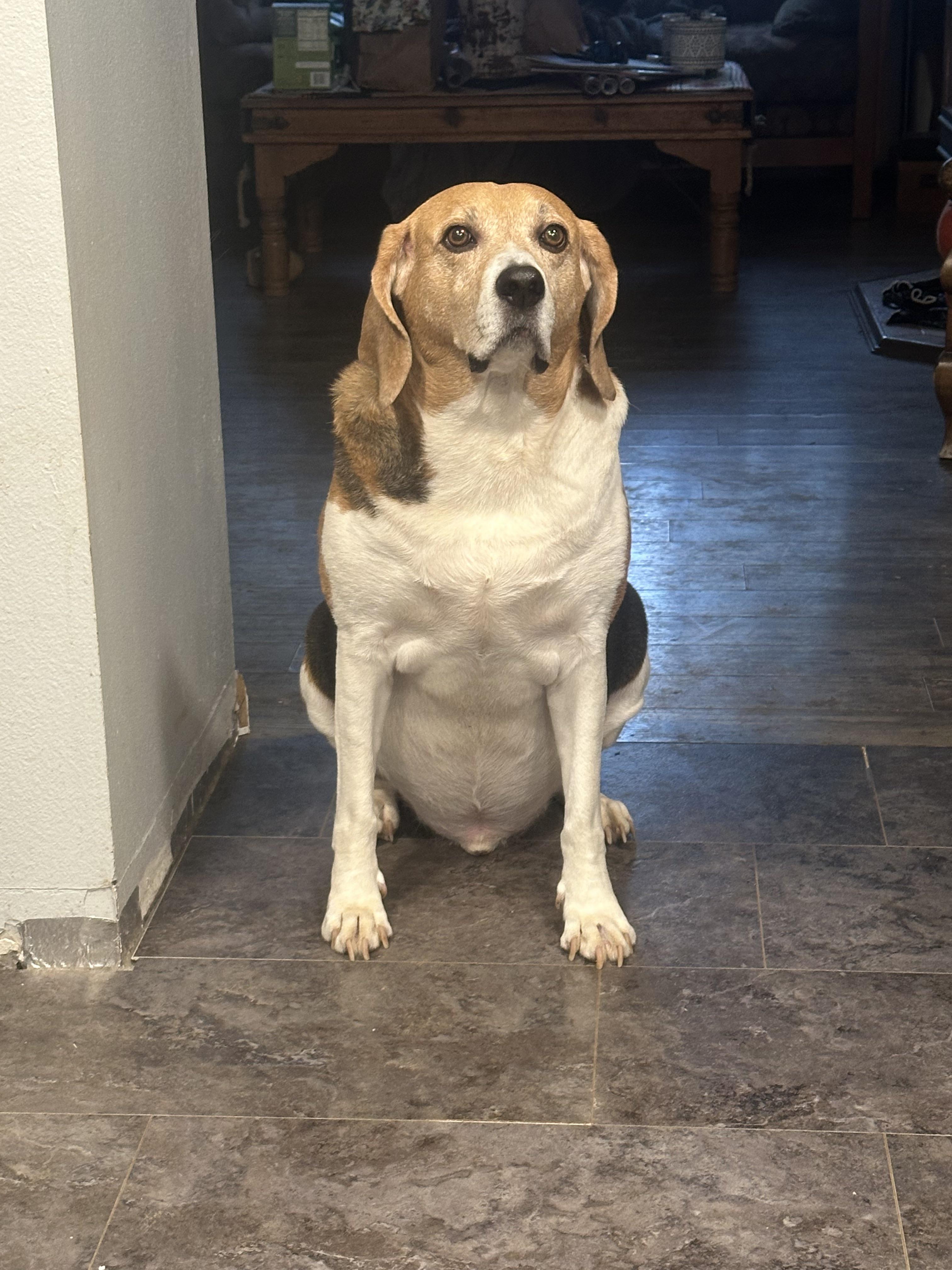 I present to you, the round hound | Scrolller