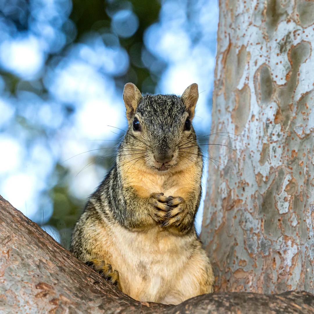 Squirrel | Scrolller