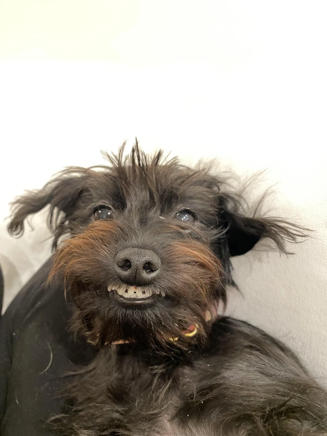 Yes, these are her adult teeth. | Scrolller