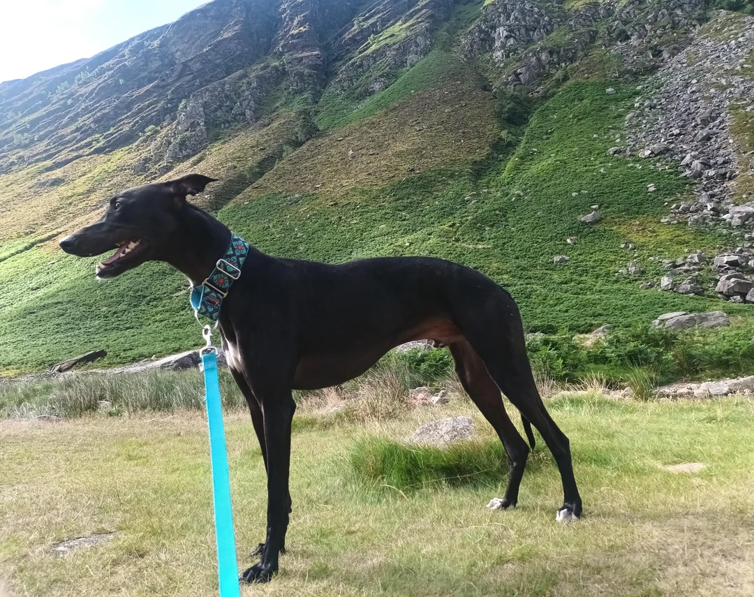 Looking very regal :) | Scrolller