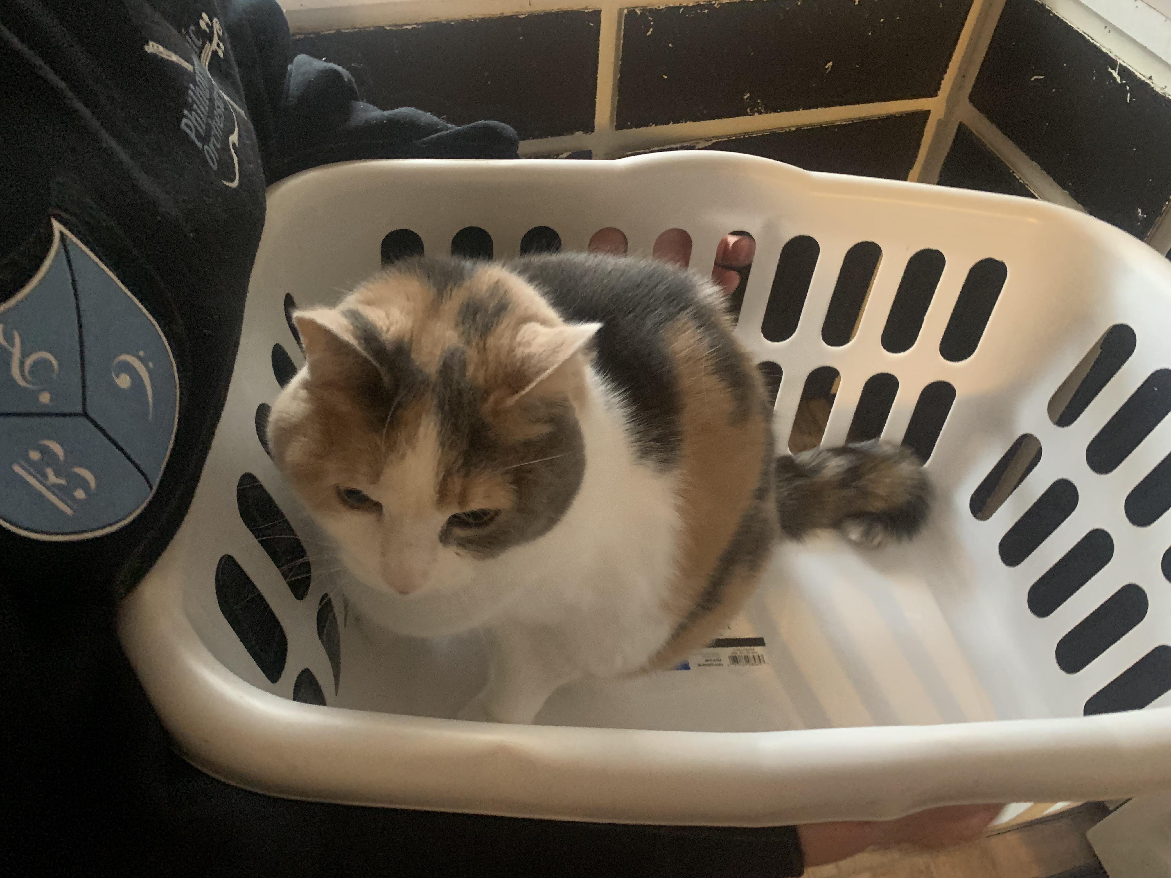 Help my cat is laundry | Scrolller