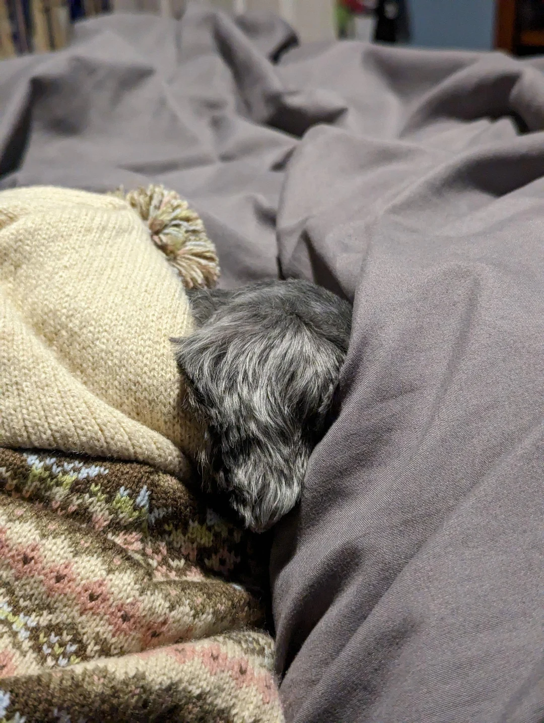 Mine likes to dig their head into blankets... | Scrolller