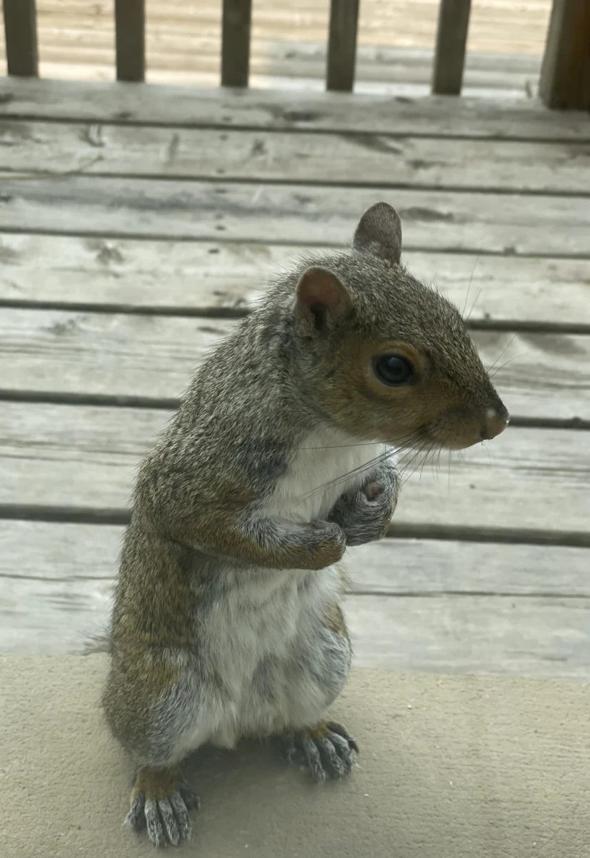 Everyone, meet Steve. | Scrolller