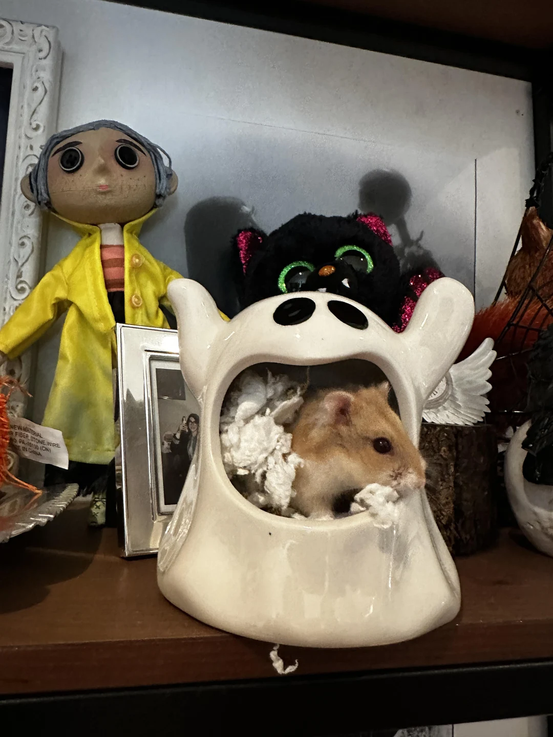 shadow, goth hamster (my child) | Scrolller