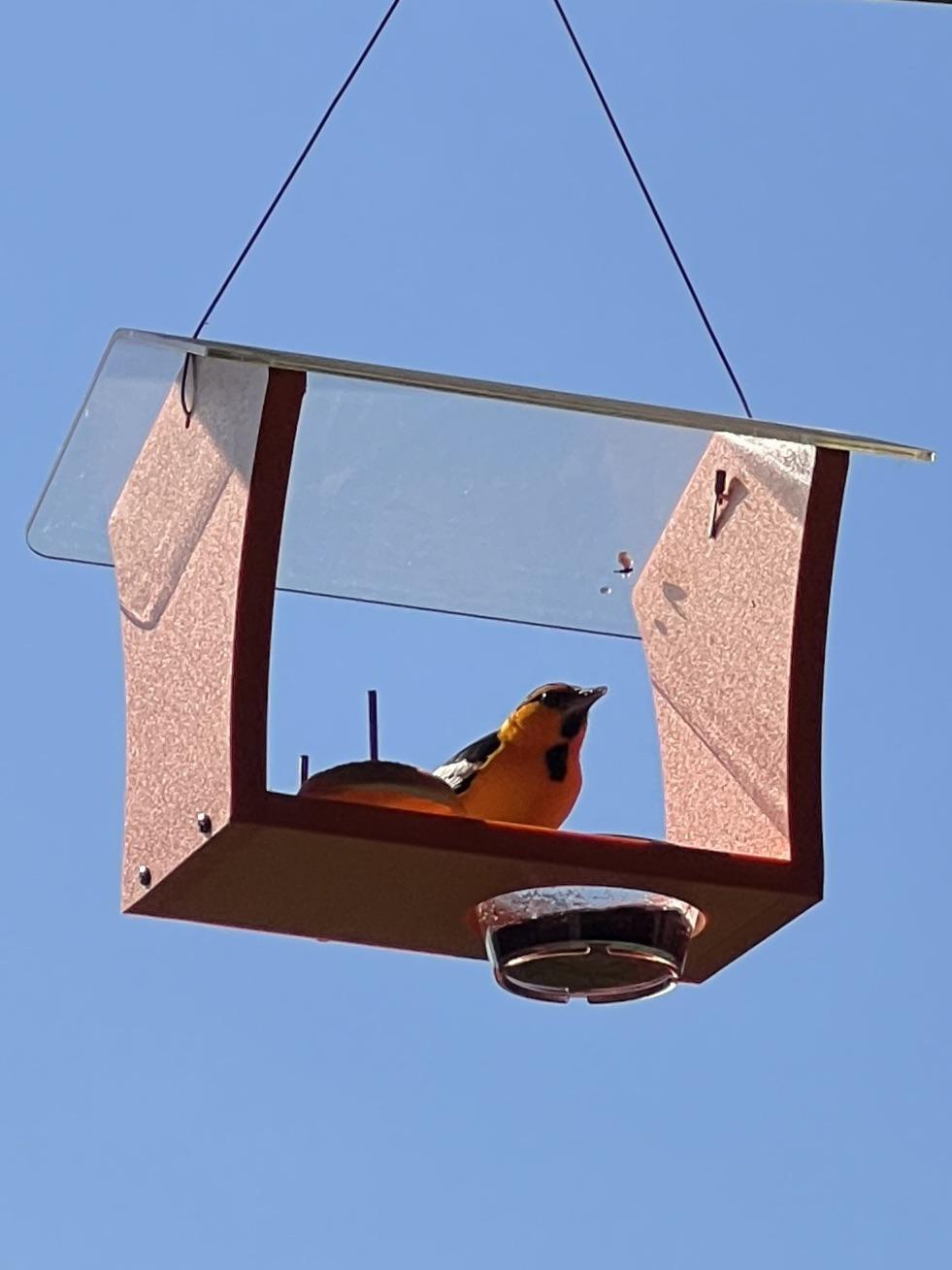 Oriole at our feeder | Scrolller