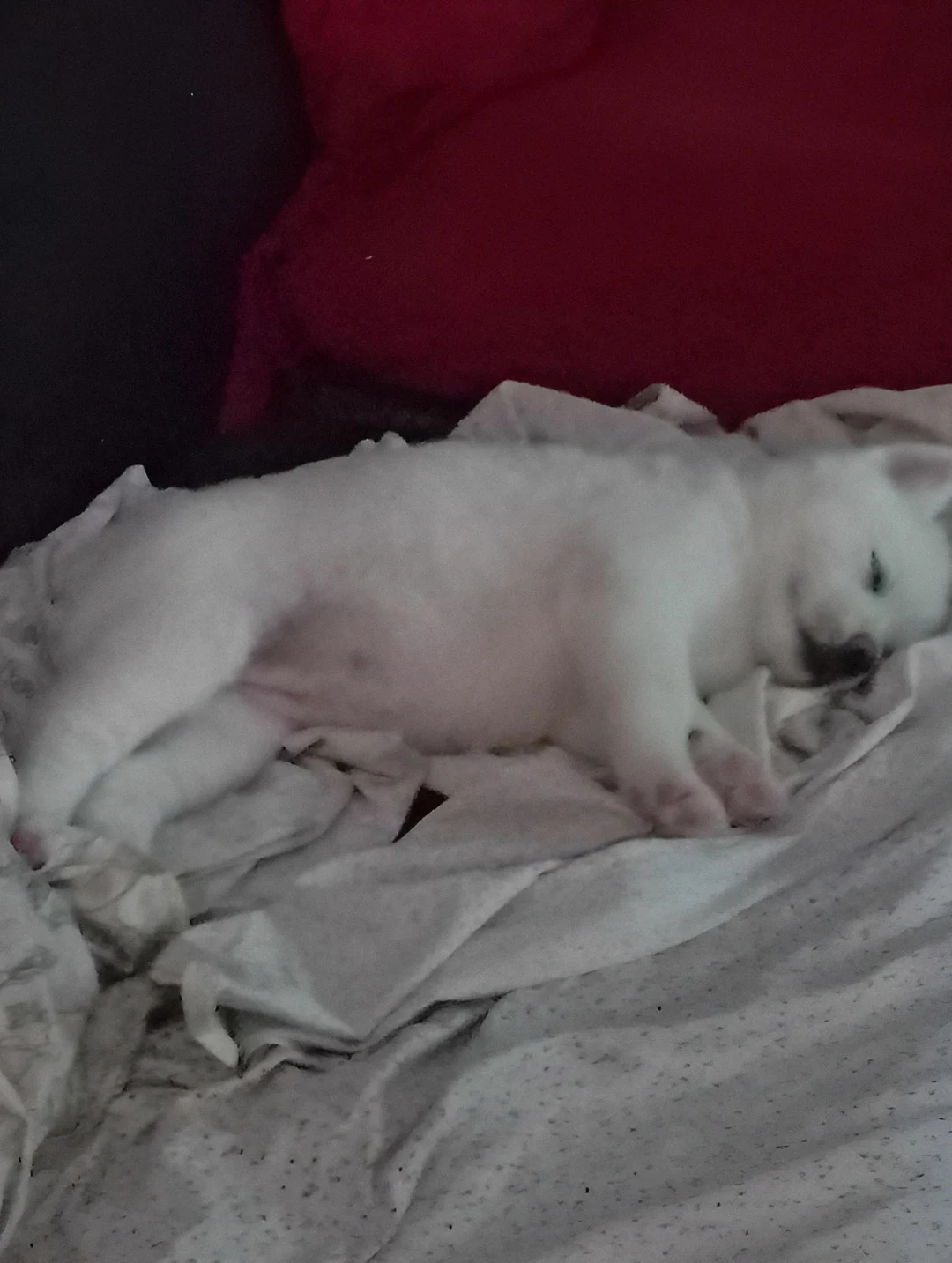 My snowball is sleeping peacefully | Scrolller