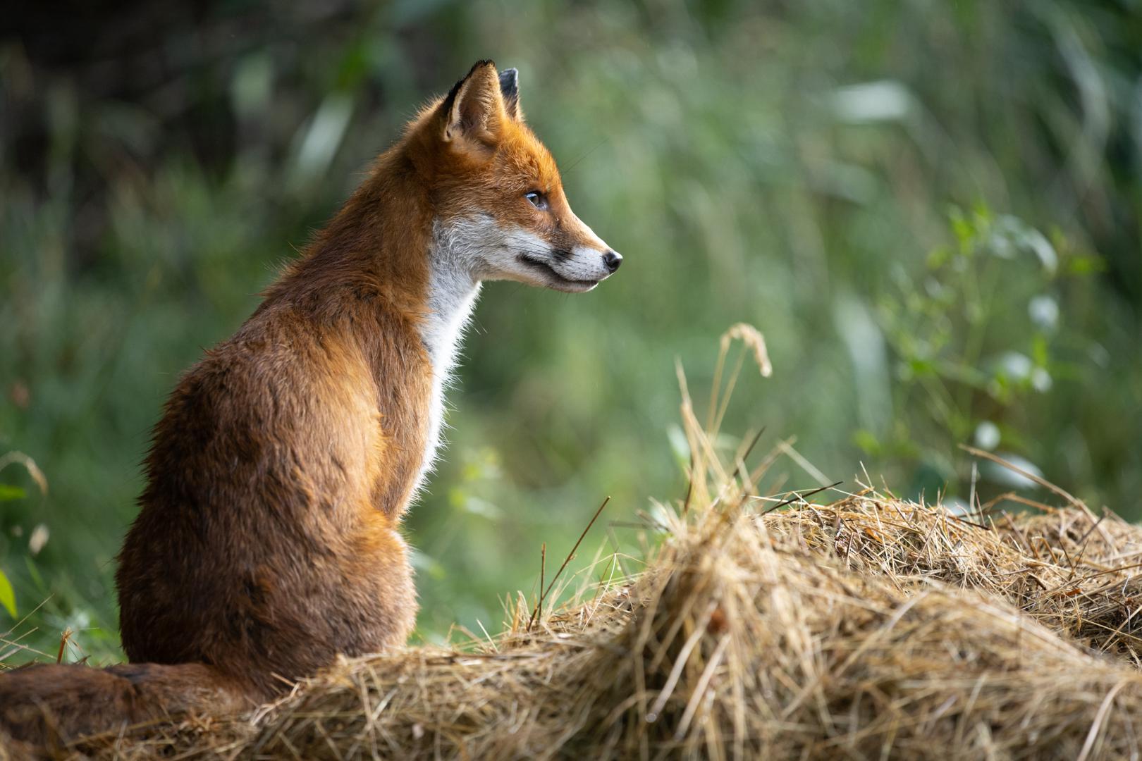 Discover more like Foxes: Red fox and Related Content | Scrolller