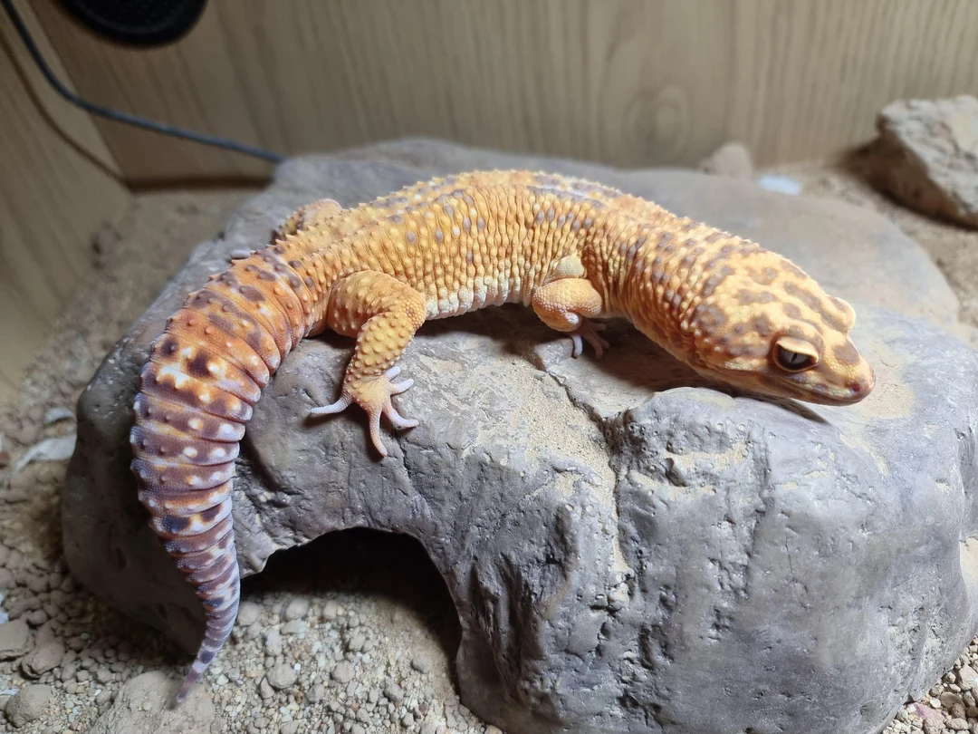 Here's my boy, Diego | Scrolller