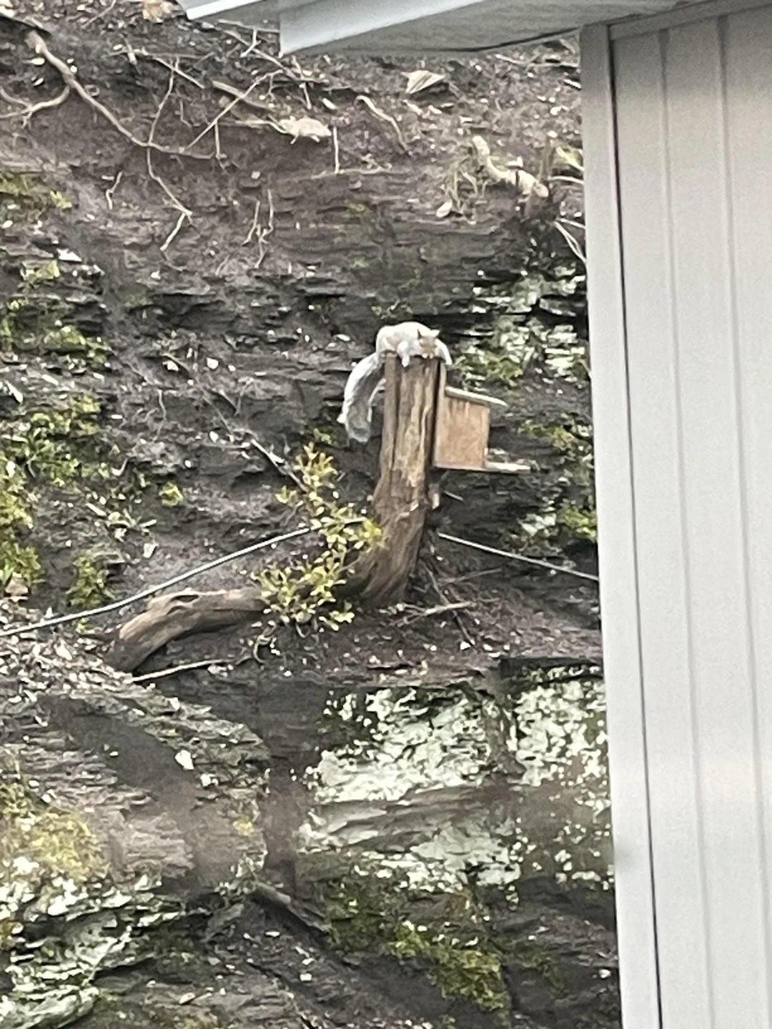 Sonya splooting above one of the feeders | Scrolller