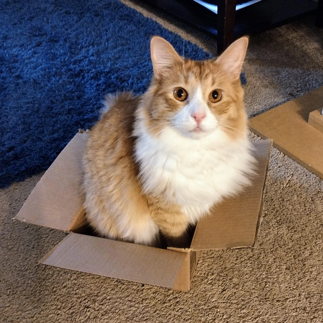 smol trap caught smol floof | Scrolller