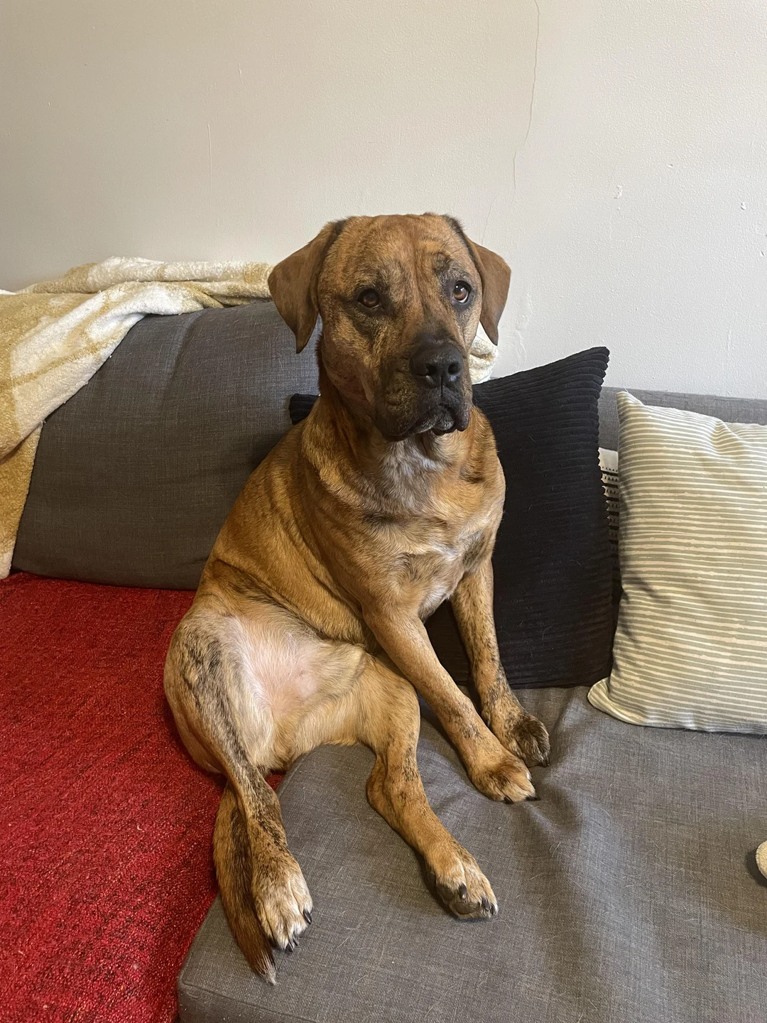 My boy Cedar is ready for his close up | Scrolller