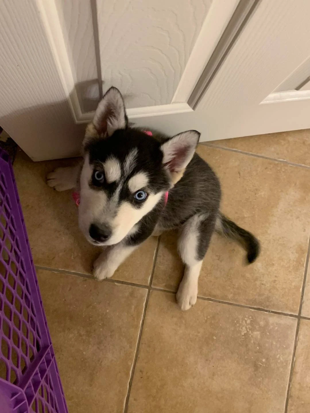 New baby girl in the house, say hi to Mishka | Scrolller