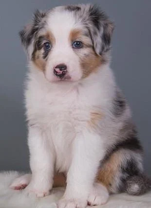 Name my female Aussie | Scrolller