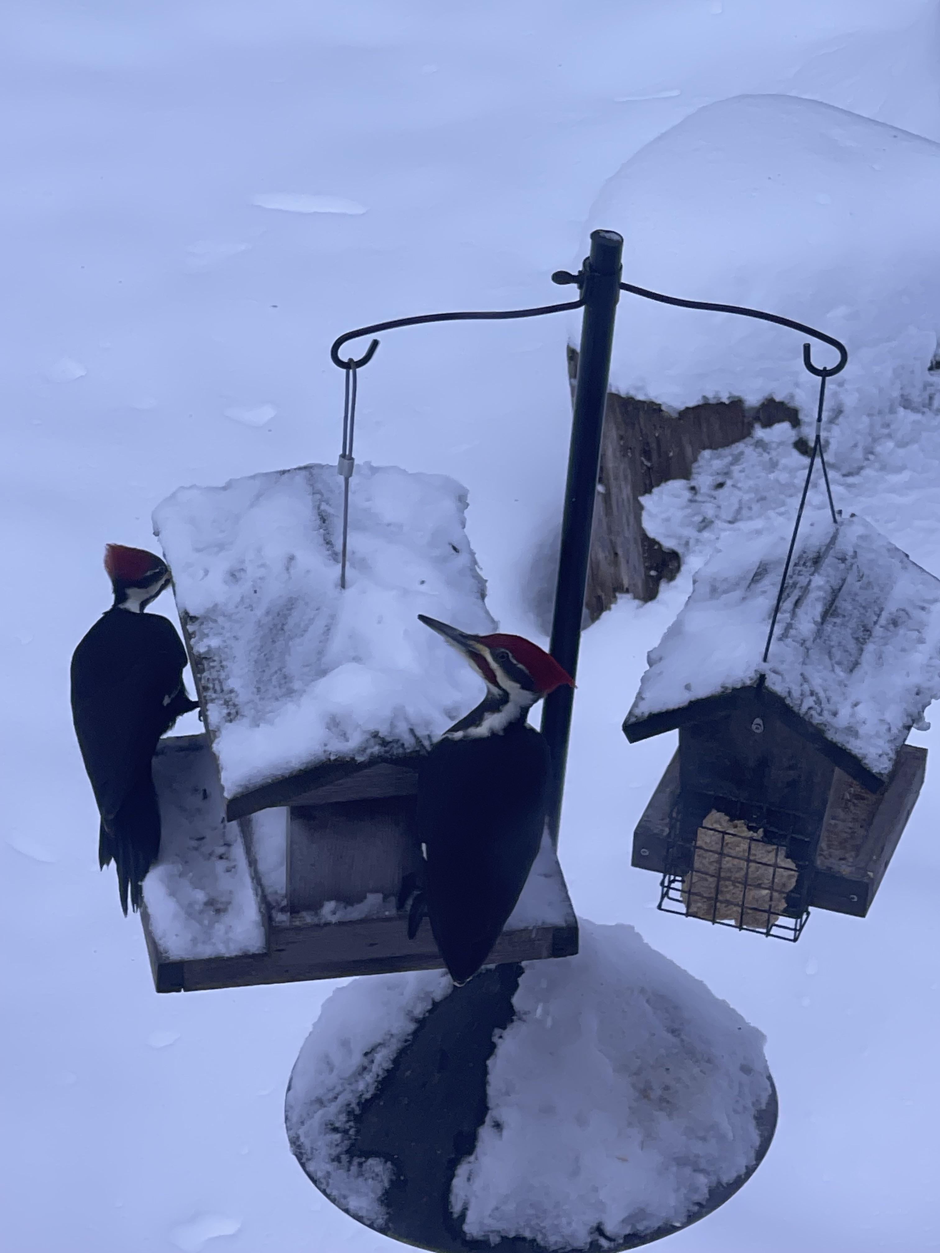 Favorite birds | Scrolller