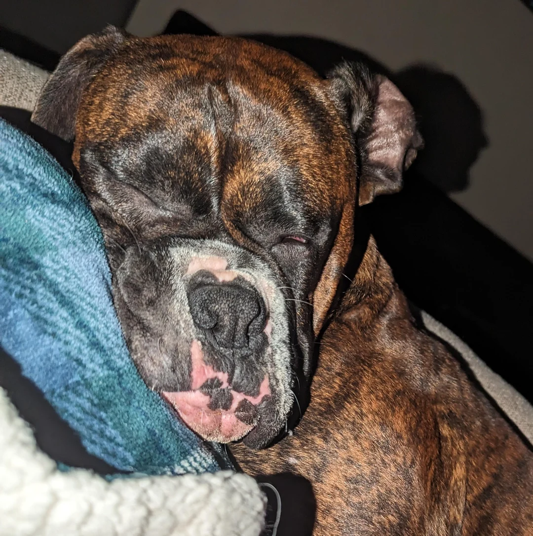 Show me your squishy faces: here is Watson | Scrolller