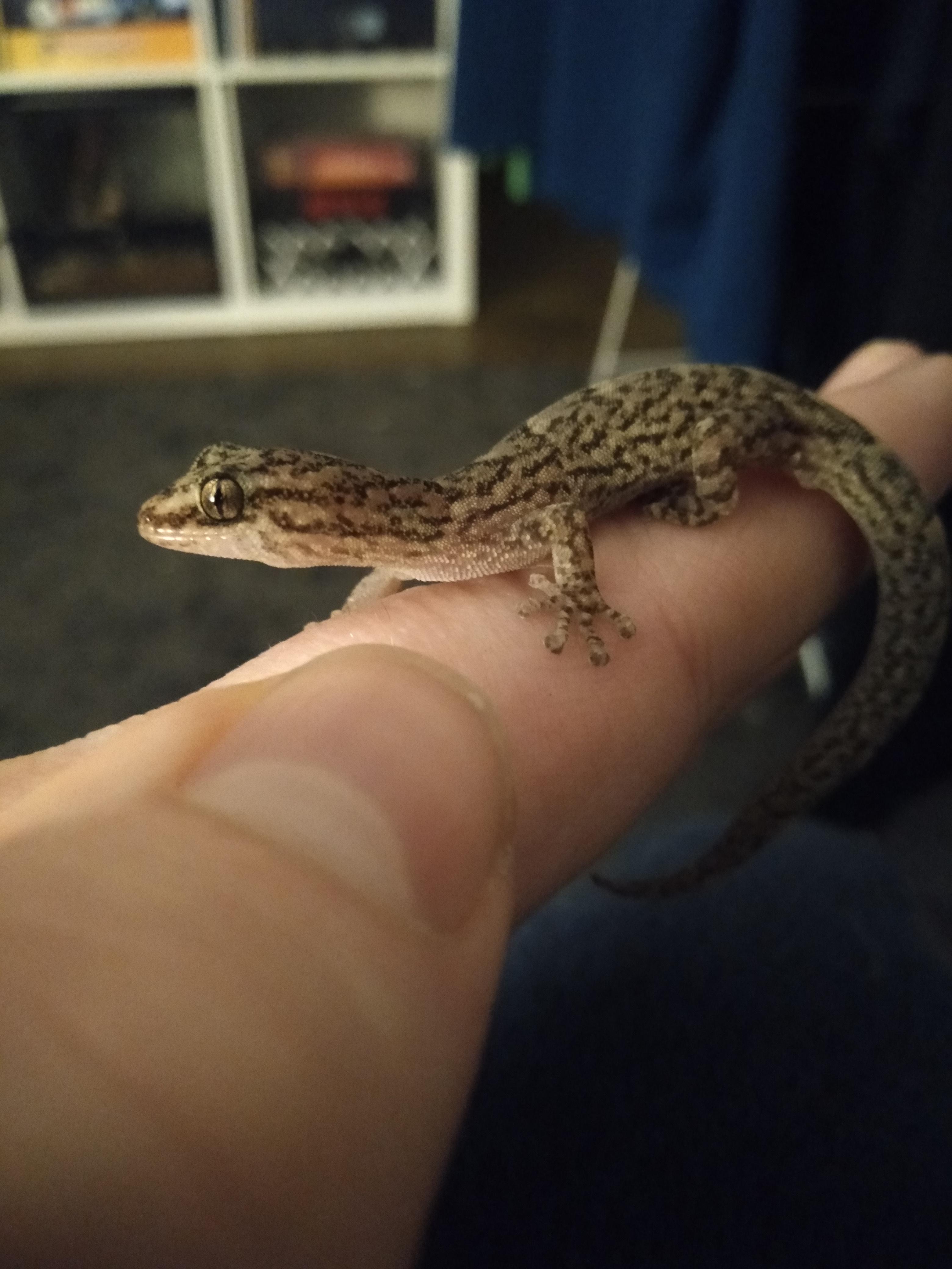 Peach the Marbled Gecko 🦎 | Scrolller