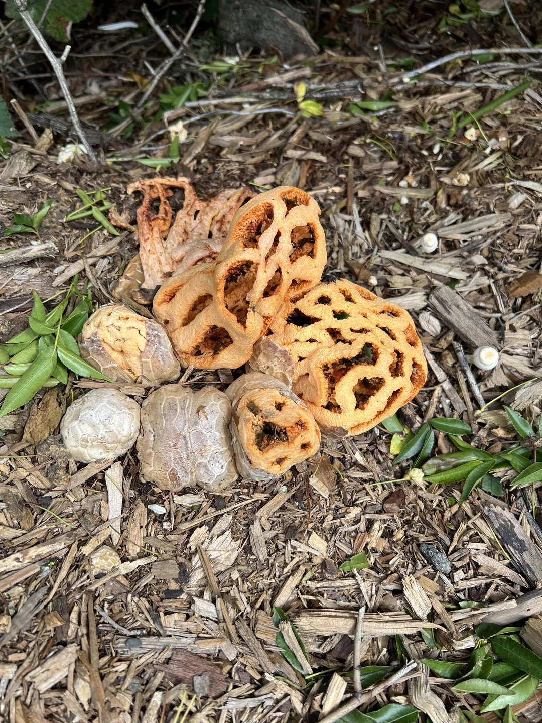 Orange and pearly fungus ID? | Scrolller