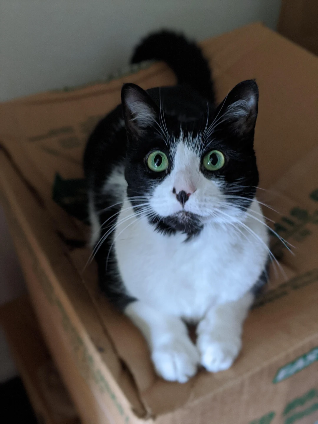 Pictures of Pearl | Scrolller