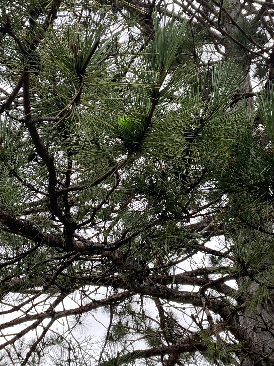 Stuck in a pine tree | Scrolller