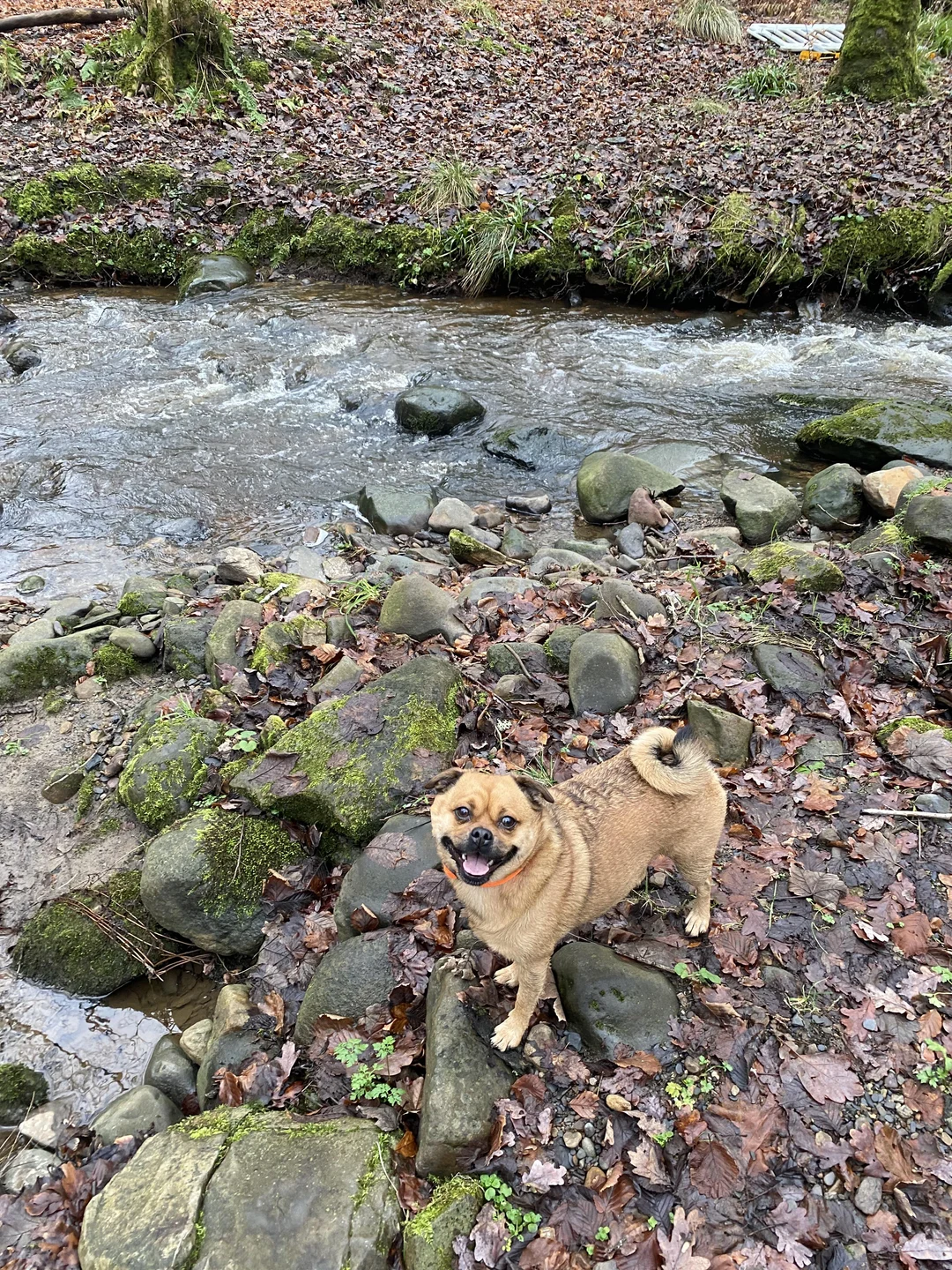 Taco in his element. | Scrolller