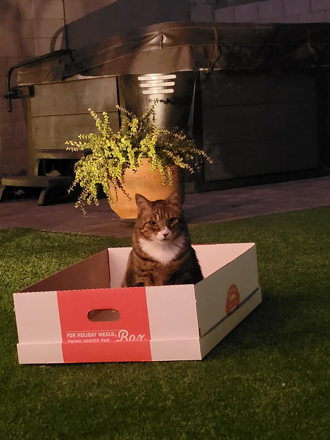 backyard trap. | Scrolller