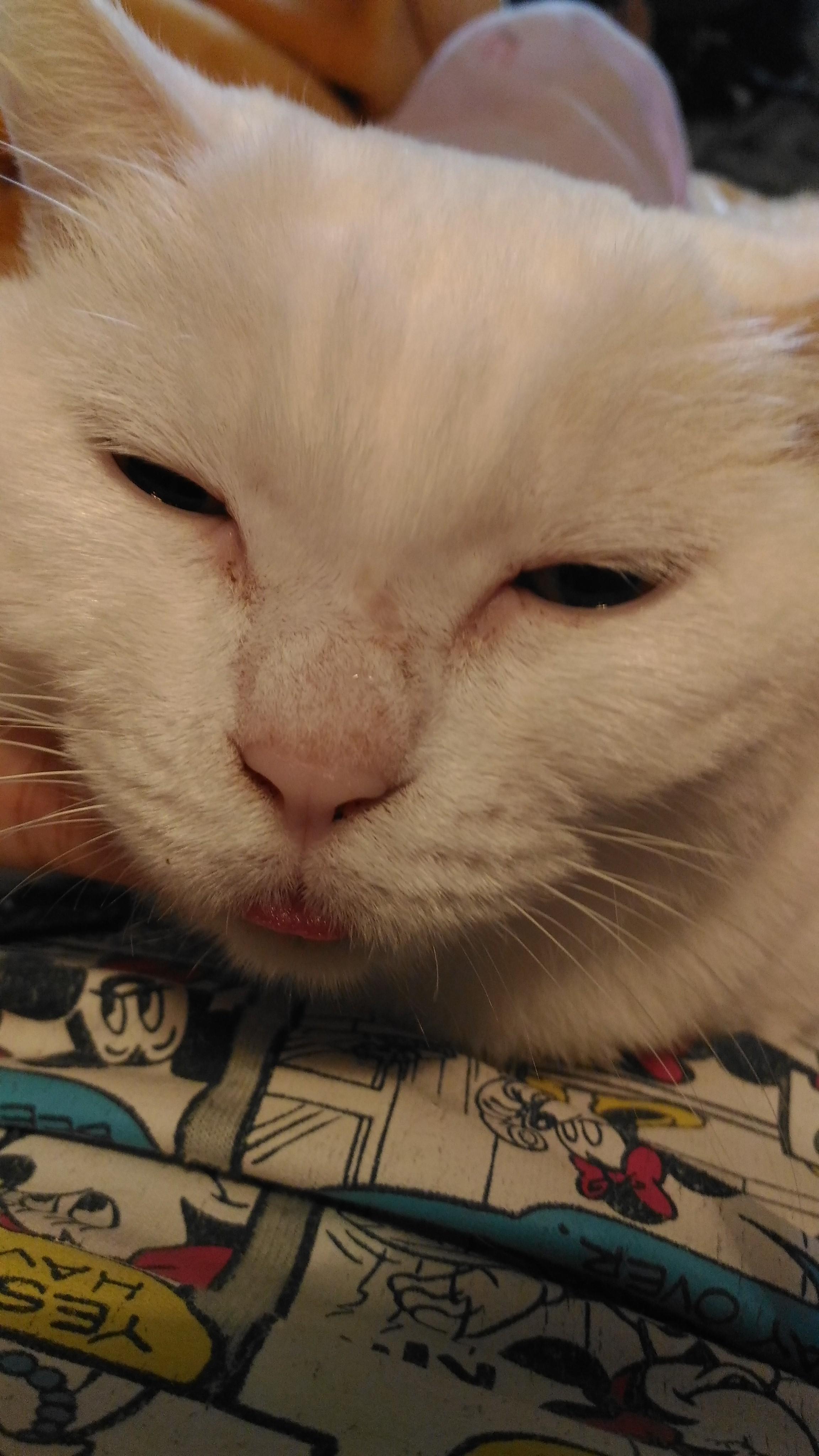 Tiny blep | Scrolller