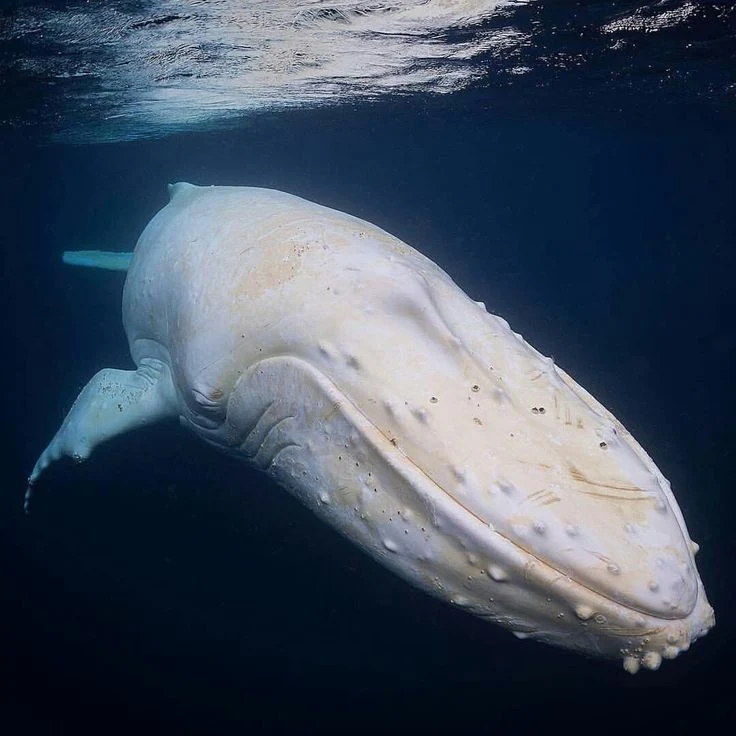 Rare Albino Humpback Whale | Scrolller