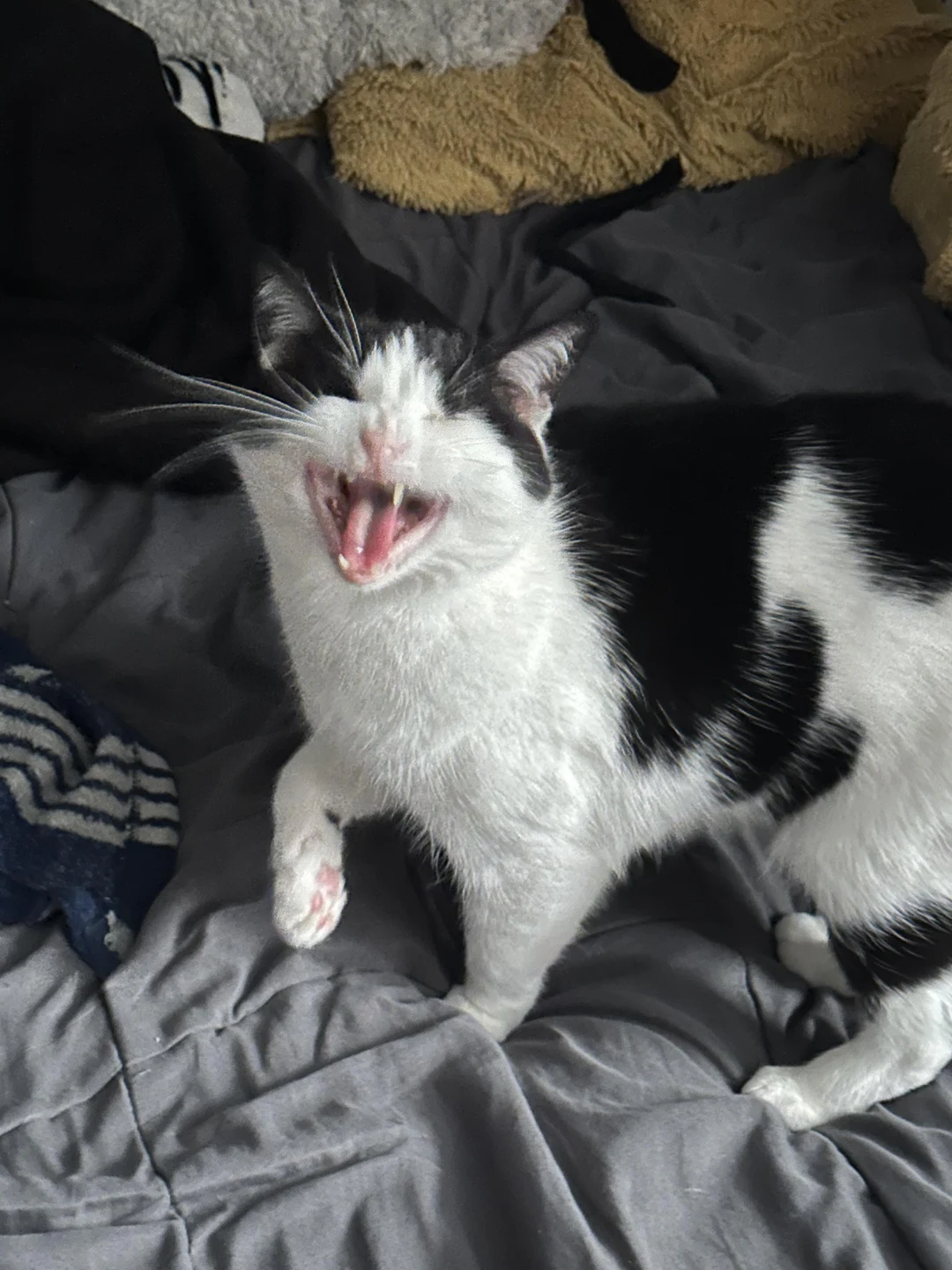 Her name is Jingles | Scrolller