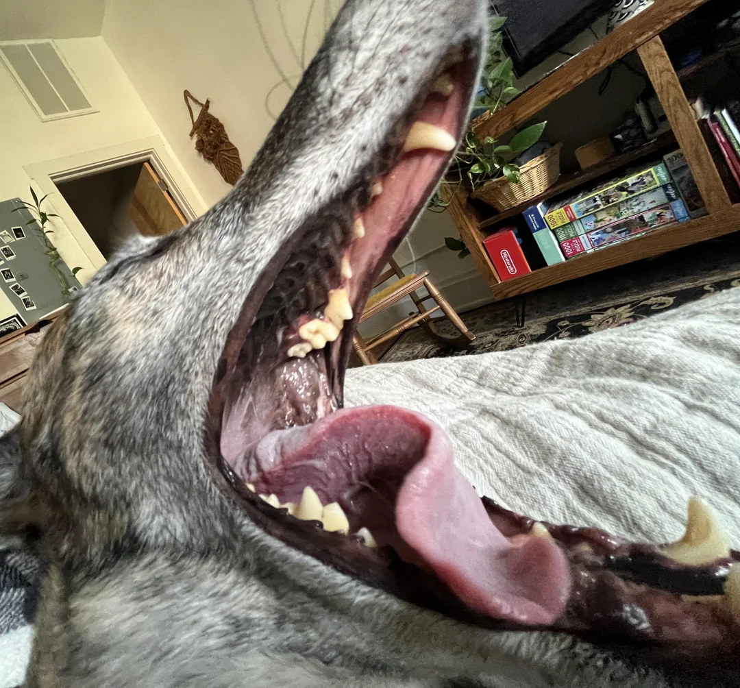 Big yawn this morning | Scrolller
