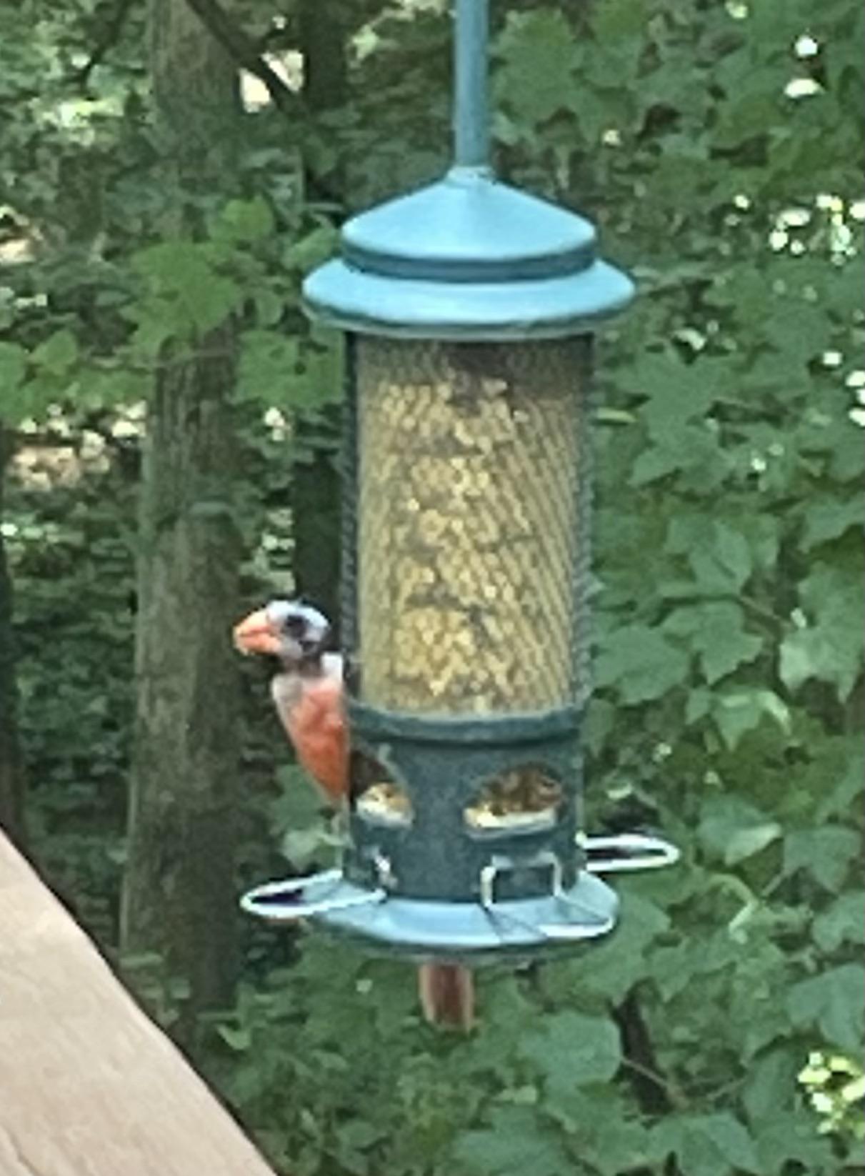 I’ve seen Bald Eagles but this is my first bald Cardinal | Scrolller