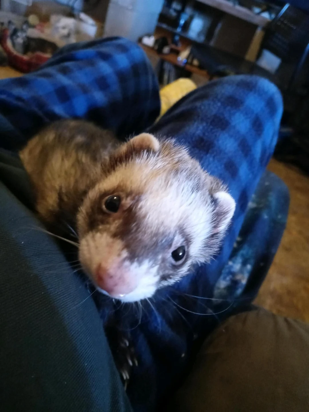 Mr. Snickers wanted to pop in and say hi to all the cute ferrets he’s seen posted this week ...