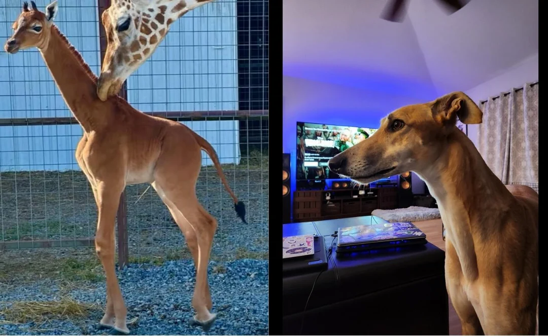 I, too, have a spotless giraffe | Scrolller