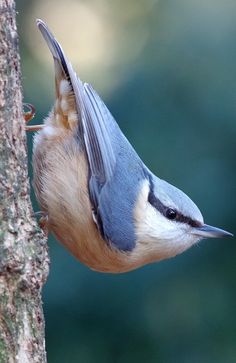 eurasian nuthatch | Scrolller