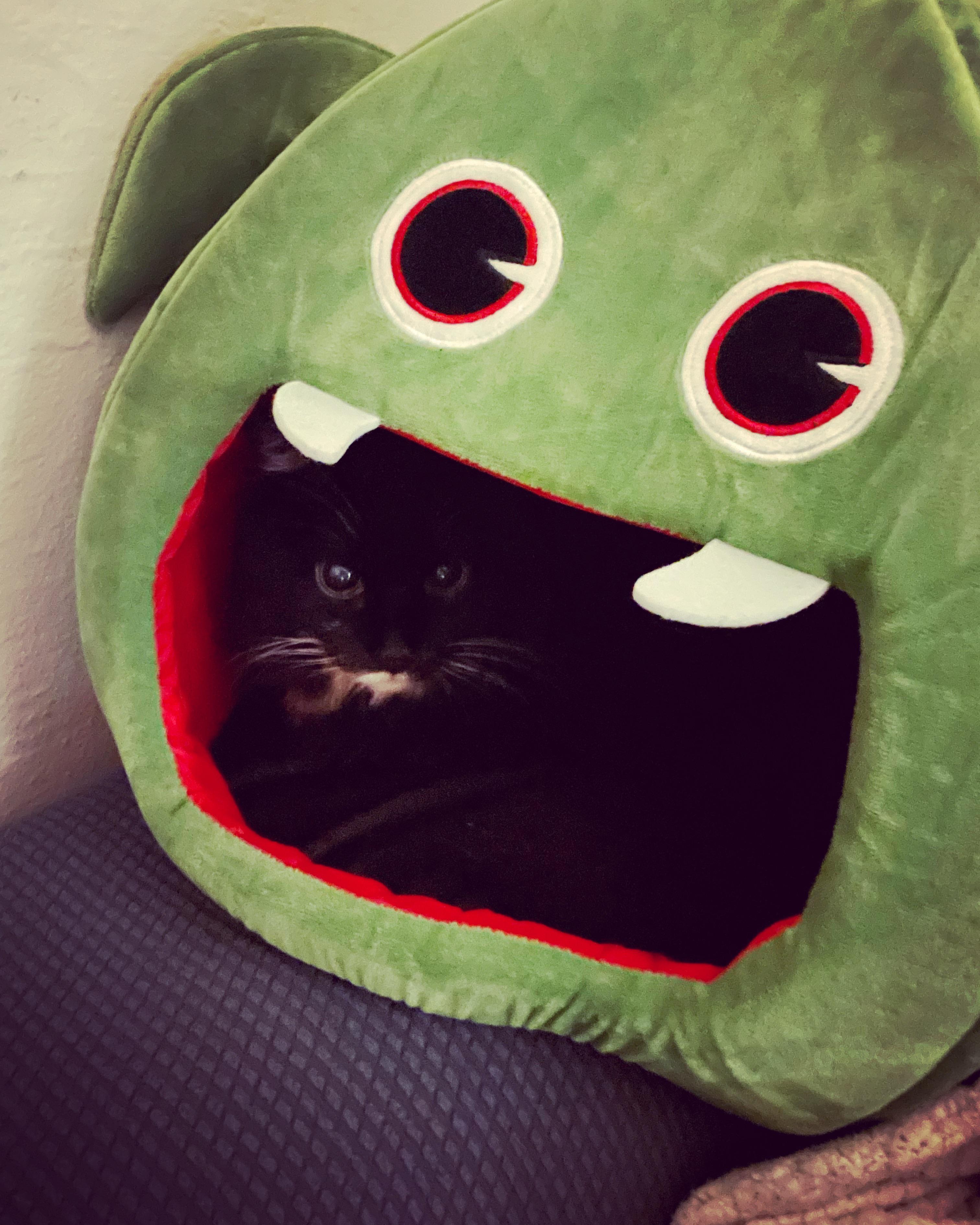 Monster in her monster cave | Scrolller