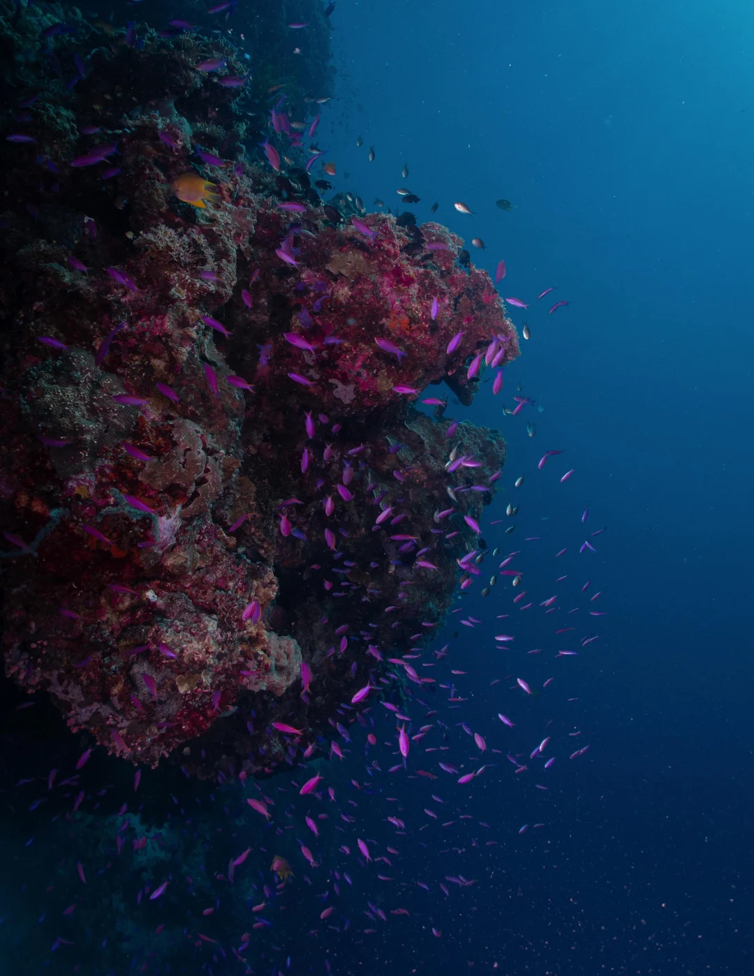 Purple reef of Camiguin | Scrolller