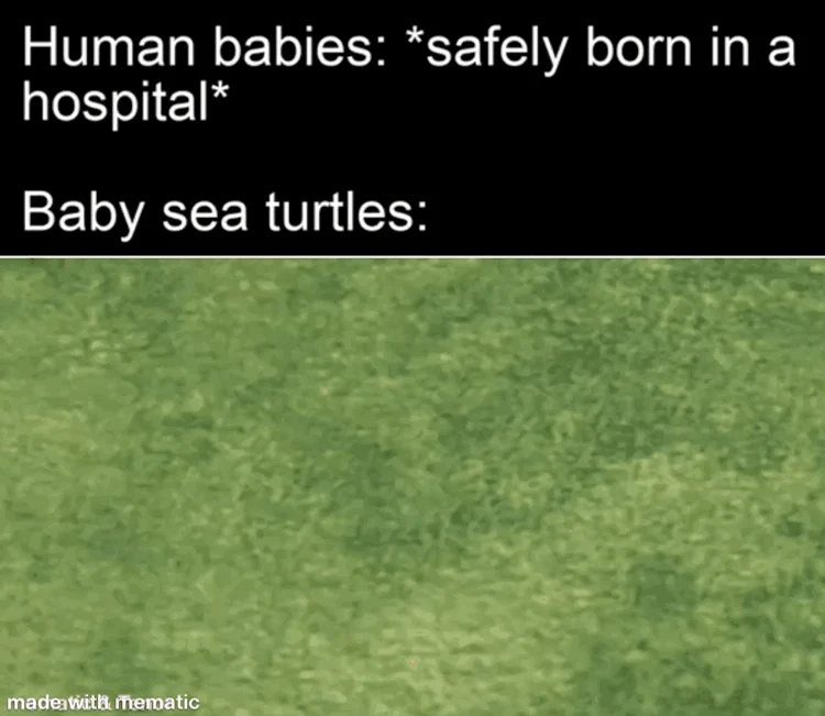 We Survived Scrolller