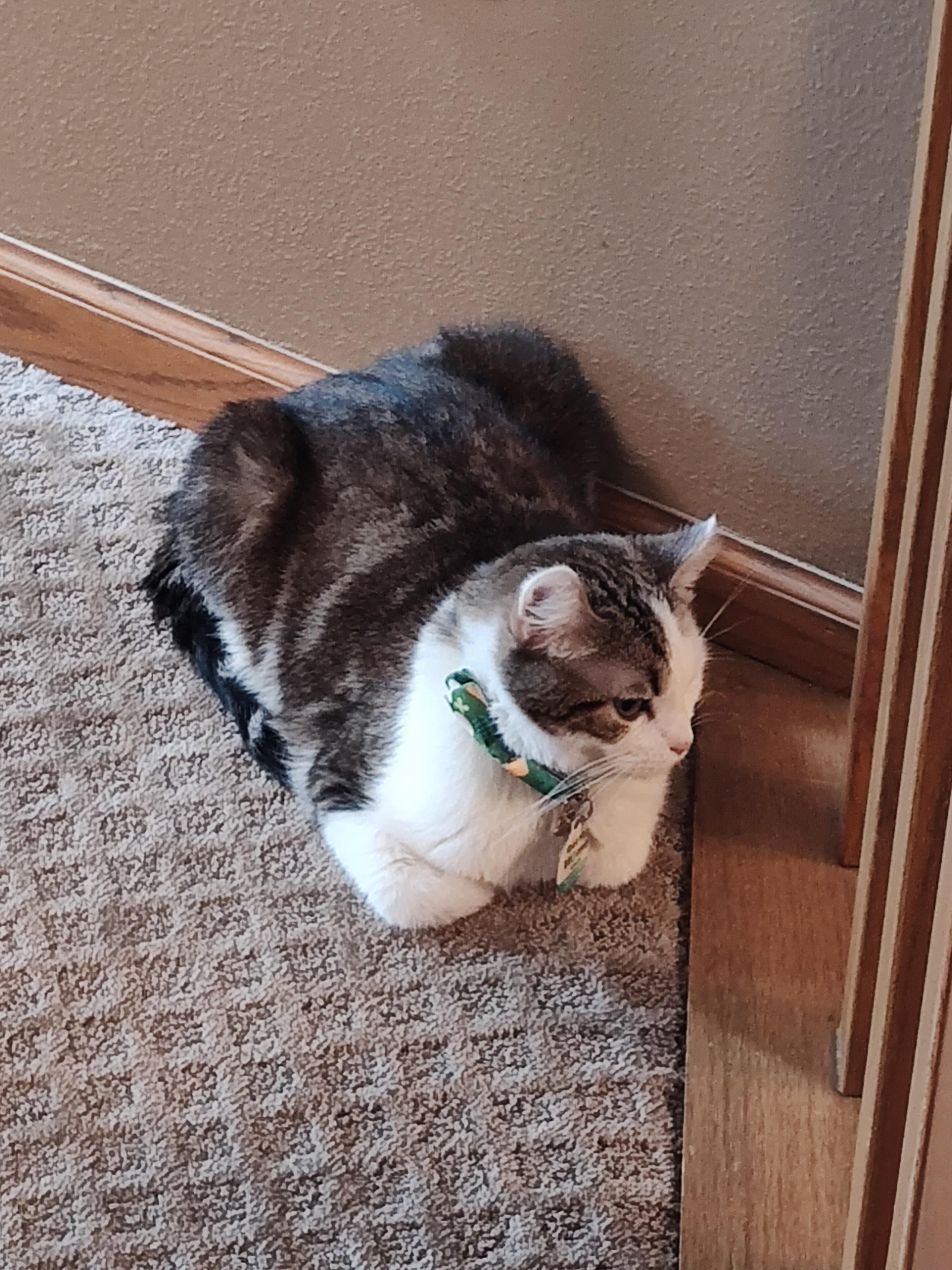 Behold! A Miso loaf! | Scrolller