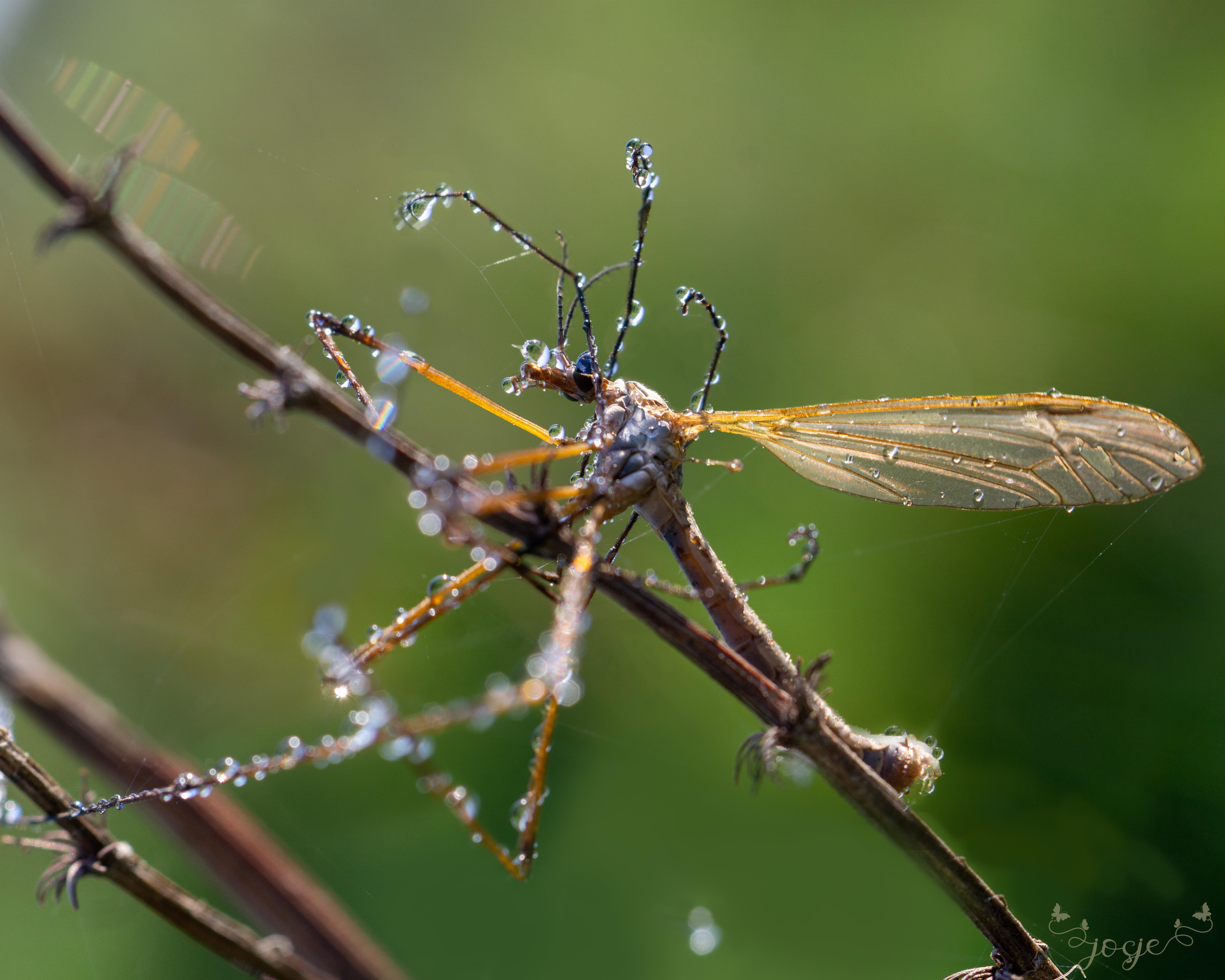 Crane fly | Scrolller