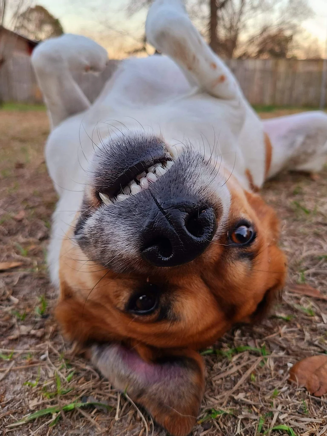 Discover more like Cute: Meet Ziggy and Related Content | Scrolller